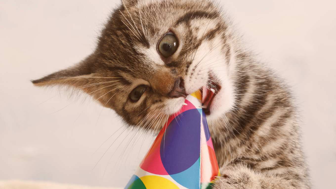 How to Kitten-Proof Your Home – Moggie