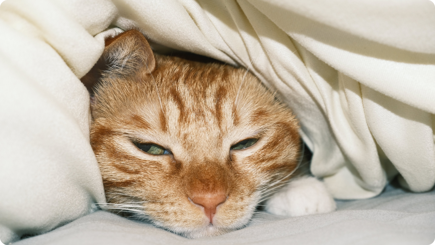 How to Tell Your Cat Is Stressed – Moggie